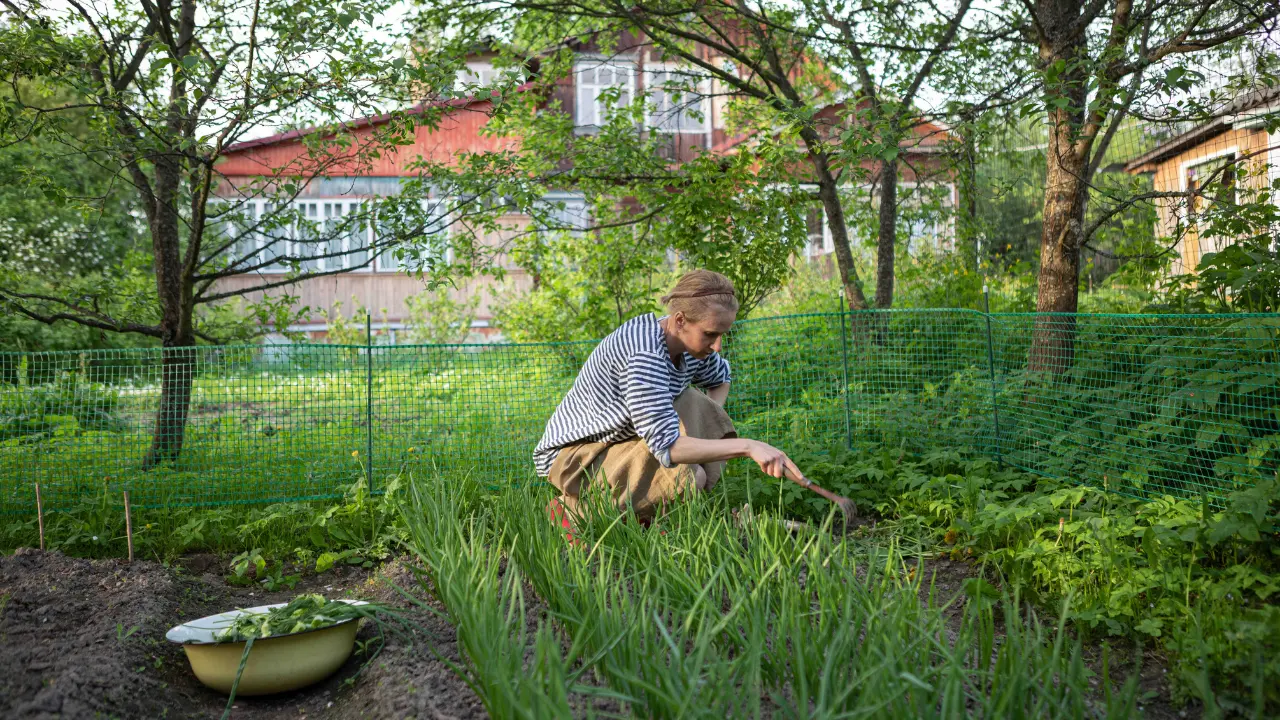 Agroforestry: Benefits, Components, and Homestead Systems