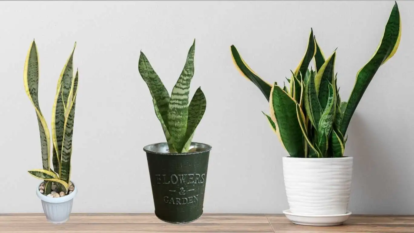12 Amazing Benefits of Snake Plants for Your Home and Health